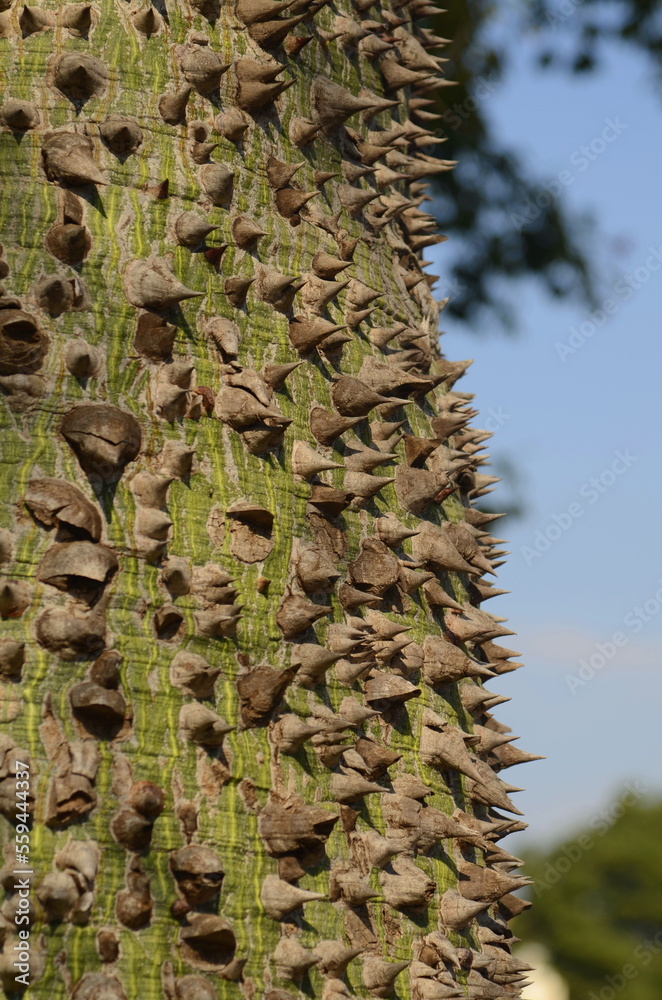 Bark of Ceiba speciosa, silk floss tree. Trunk of an exotic tree with ...