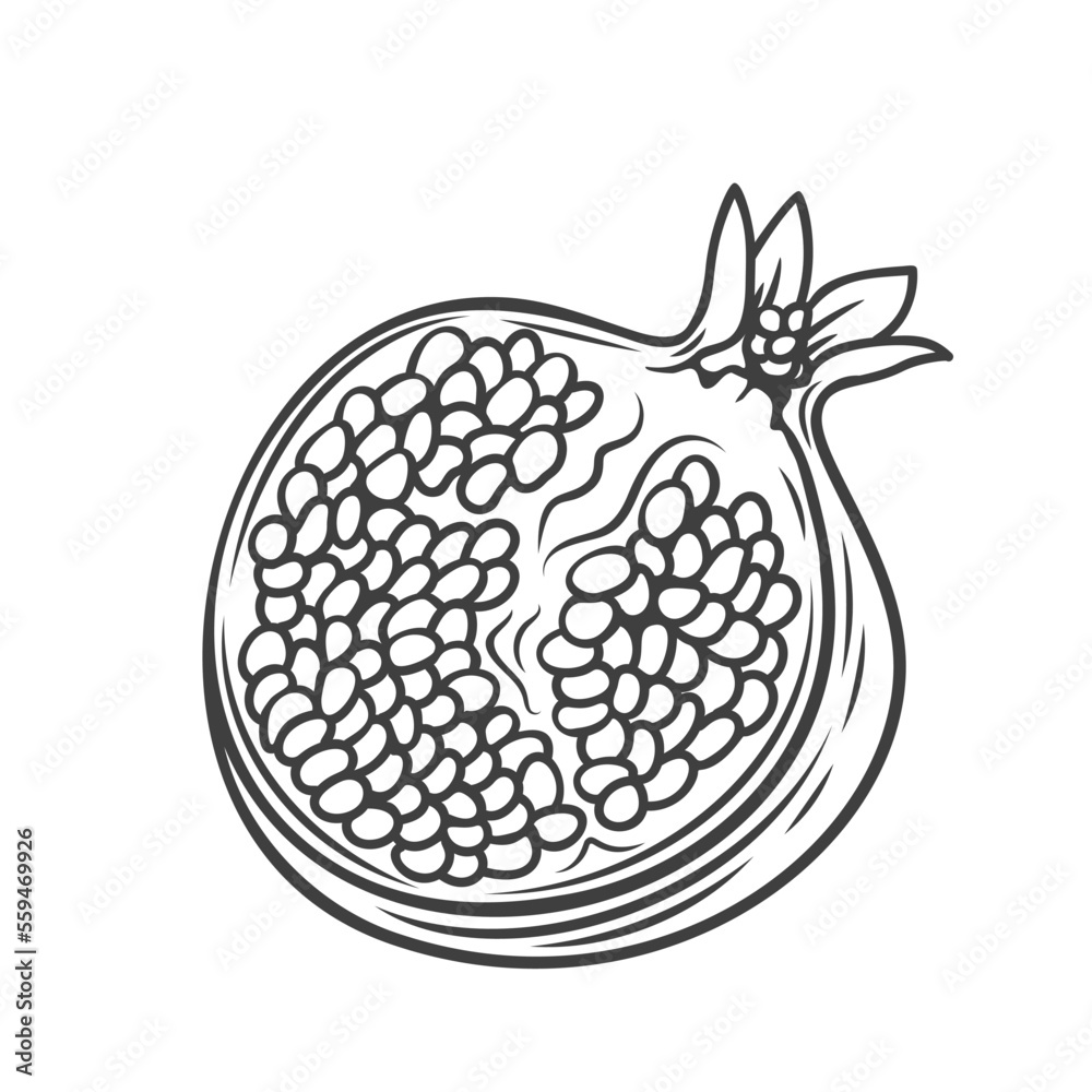 Half pomegranate line icon vector illustration. Hand drawn outline ...