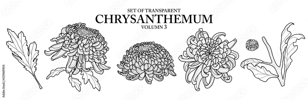 Cute hand drawn isolated black outline mums on transparent background ...