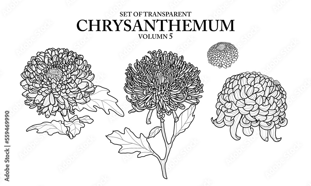 Cute hand drawn isolated black outline mums on transparent background ...