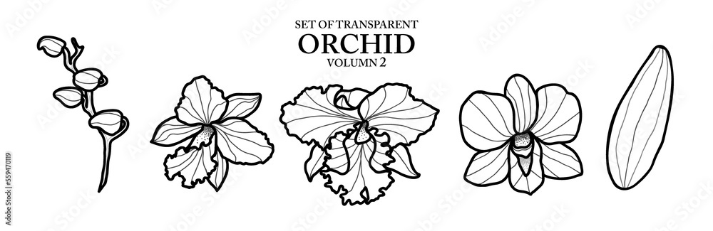 Cute hand drawn isolated black outline orchid on transparent background ...