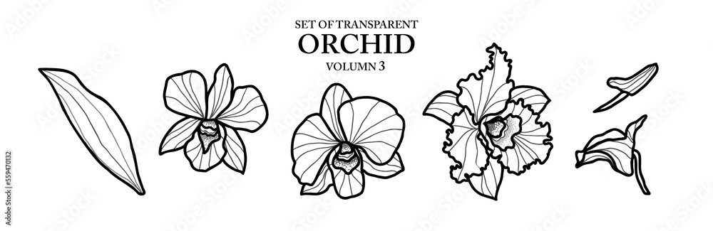 Cute hand drawn isolated black outline orchid on transparent background ...
