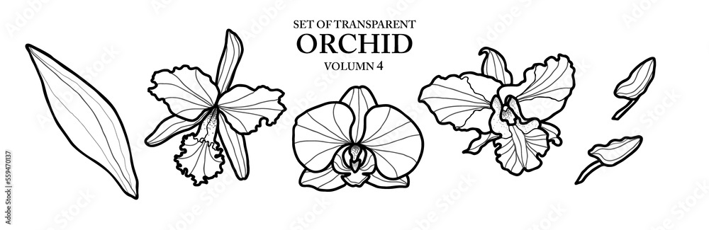Cute hand drawn isolated black outline orchid on transparent background ...