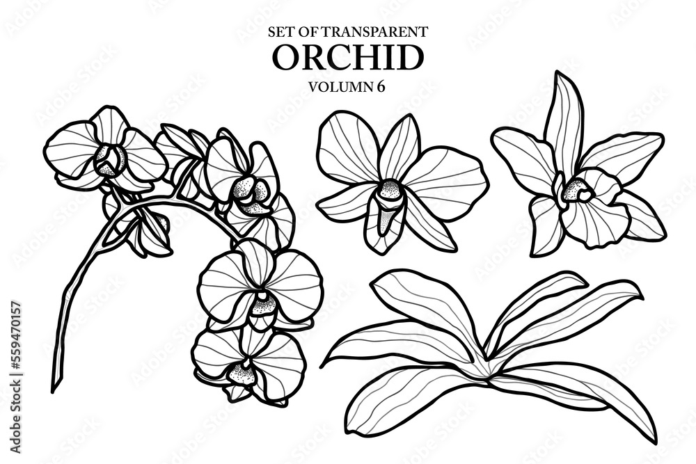 Cute hand drawn isolated black outline orchid on transparent background ...