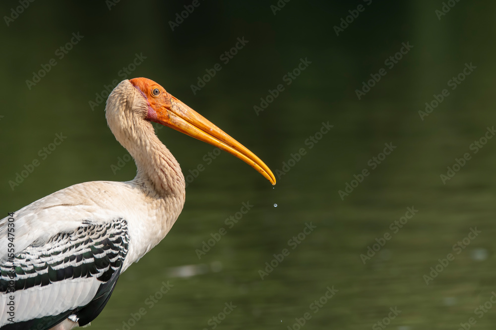 A painted stork drinking water from Kaveri river inside Ranganathittu ...