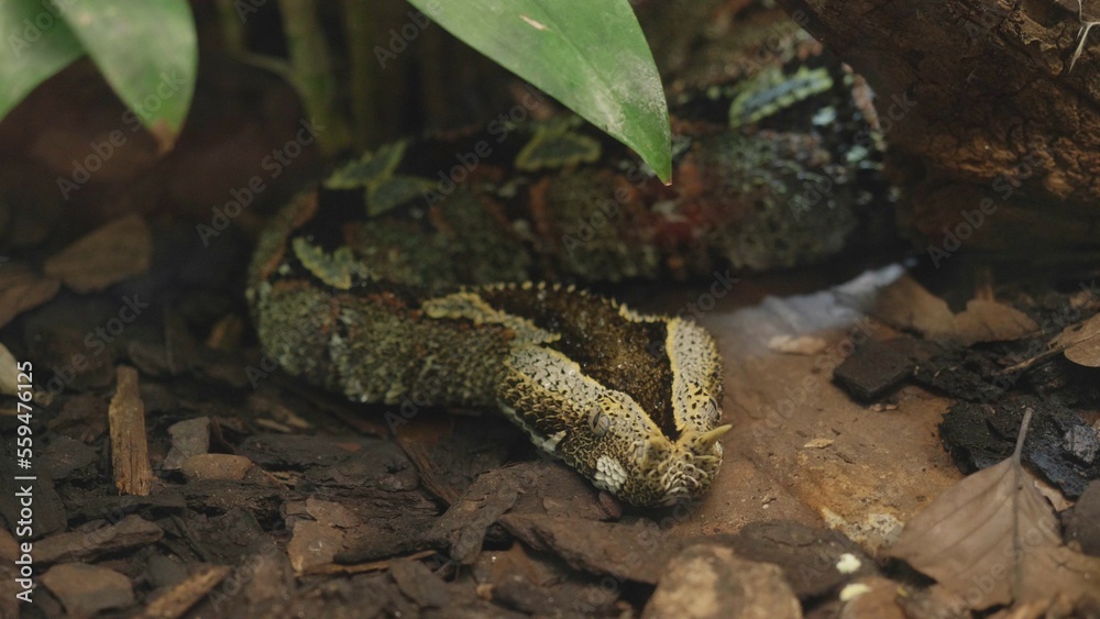 Camouflaged butterfly viper (Bitis nasicornis) snake close-up portrait ...