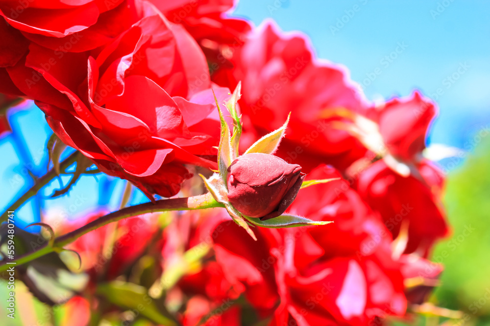 Red roses with delicate petals in spring or summer garden at sunny day ...