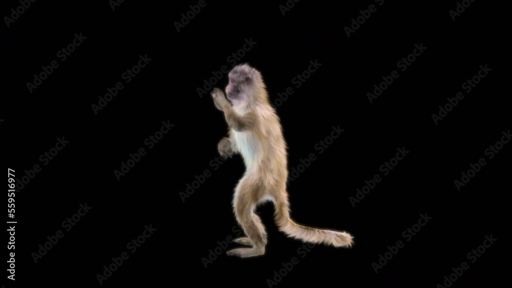 White-headed Capuchin, black monkey, monkeys Dance CG fur 3d rendering ...