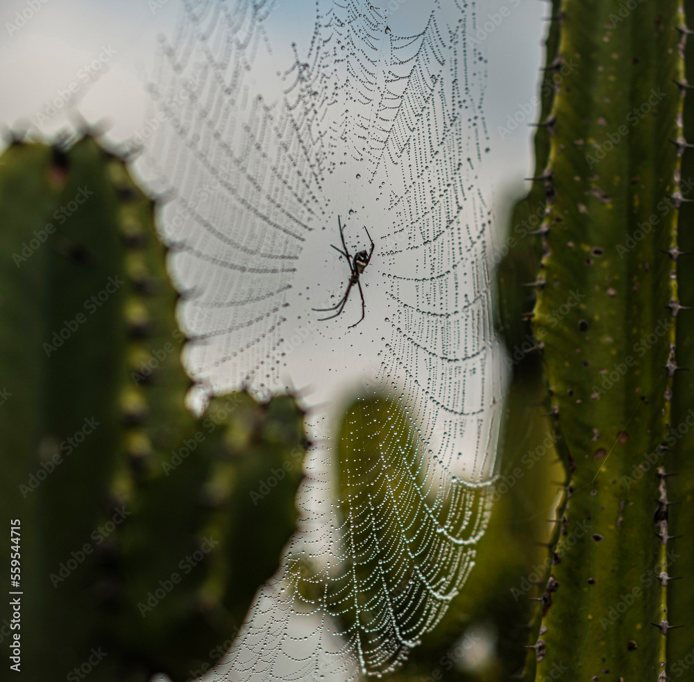 spider web cactus green blue sky close up macro photography aranha teia ...