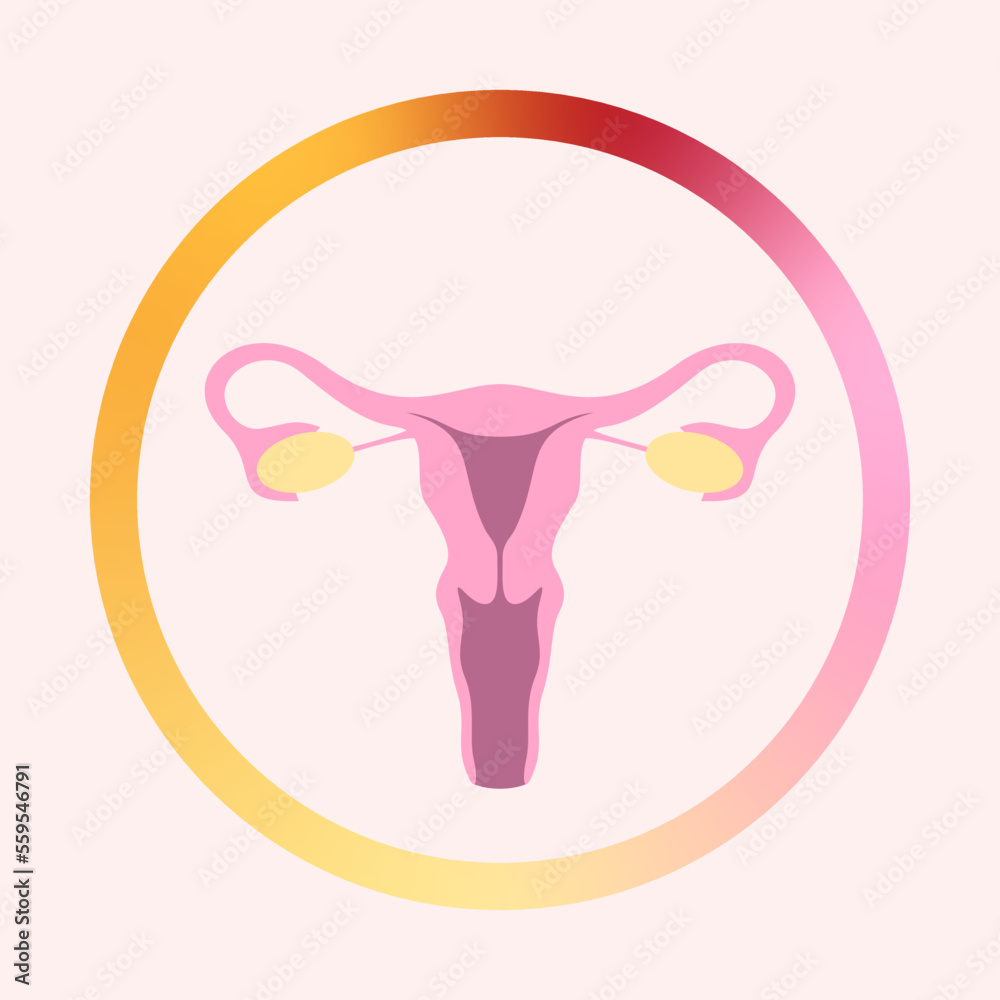 Stockvector Représentation anatomique du sexe féminin : utérus, ovaire ... Stockvector Représentation anatomique du sexe féminin : utérus, ovaire ...
