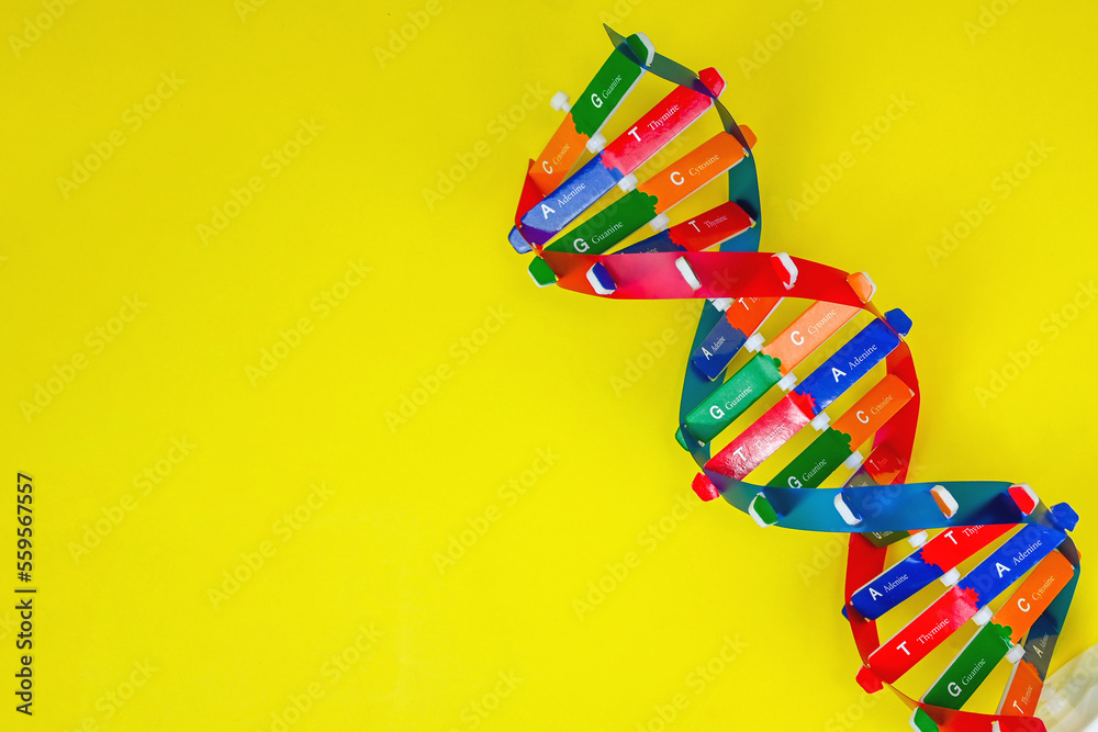 DNA helix structure, code made up of four chemical bases: adenine ...
