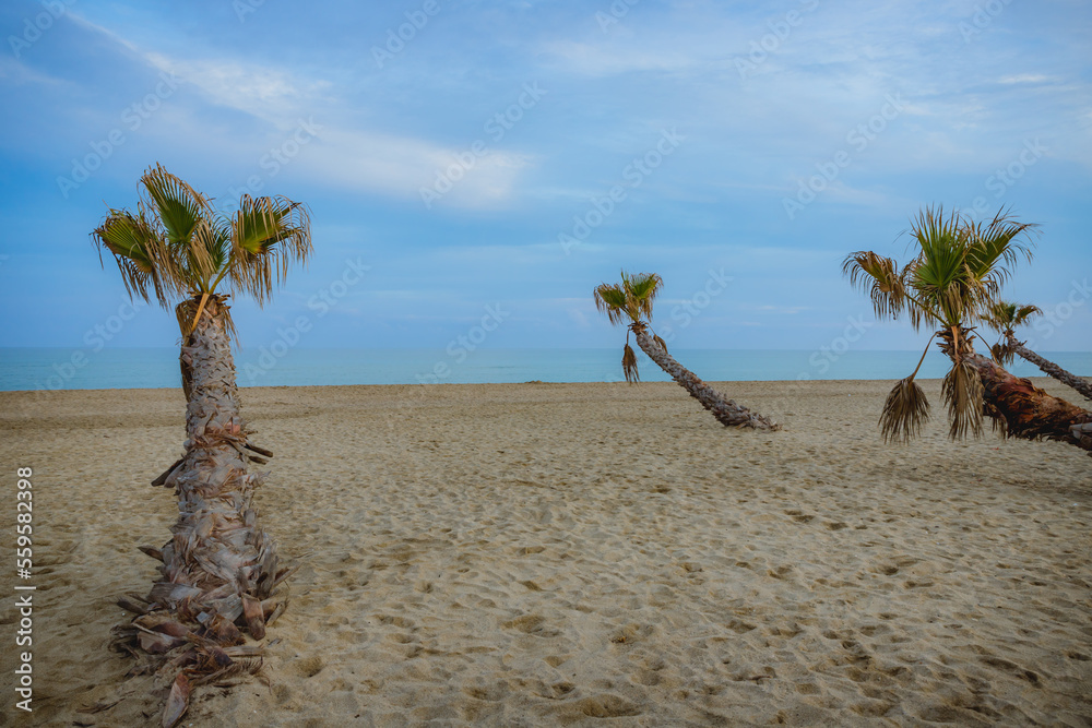 Palmiers sur la Plage du lydia à Barcarès Stock Photo | Adobe Stock