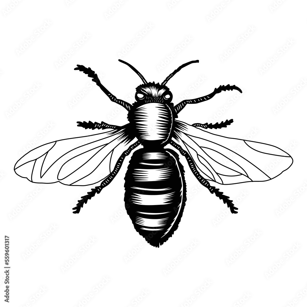 Black and white vector honey bee intricate linework illustration Stock ...