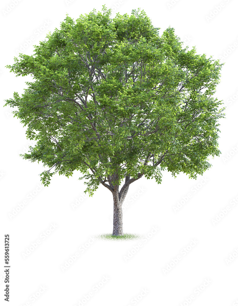 Elm tree isolated on transparent background, 3d rendering Stock ...