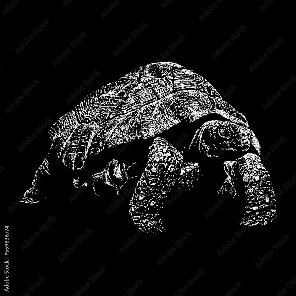 Red-Footed Tortoise hand drawing vector isolated on black background ...