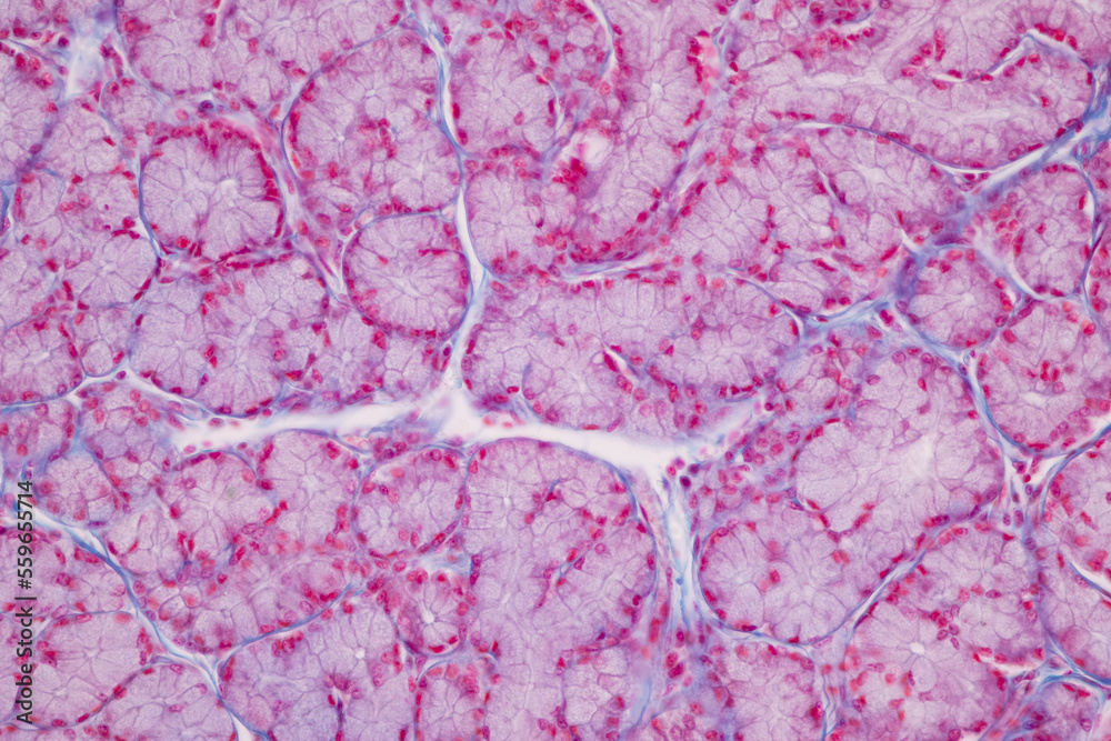 Tissue of Small intestine (Duodenum), Large intestine Human and Stomach ...