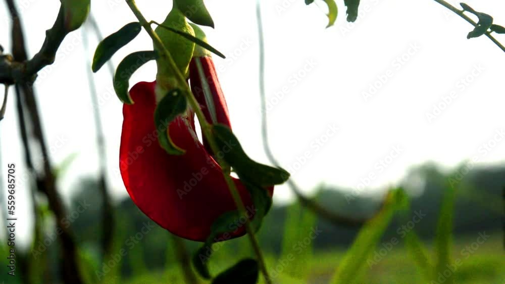 Turi (Sesbania grandiflora) is a small tree belonging to the Fabaceae ...