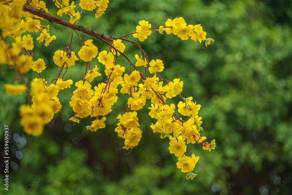 Ochna integerrima, Hoa Mai tree with lucky money. Traditional culture ...