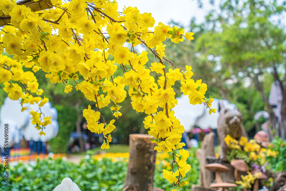 Ochna integerrima, Hoa Mai tree with lucky money. Traditional culture ...