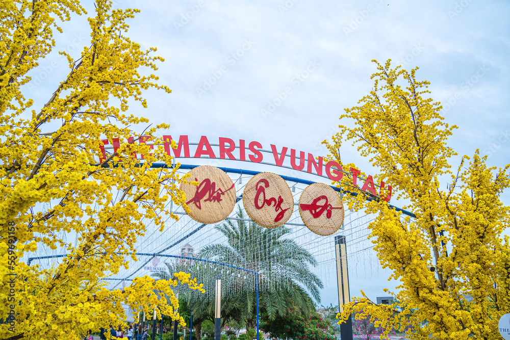 Ochna integerrima, Hoa Mai tree with lucky money. Traditional culture ...