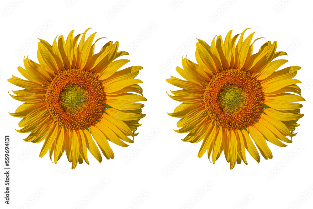 Flower of sunflower isolated on transparent background. Stock Photo ...