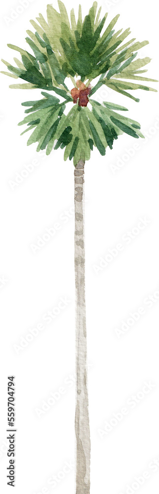 Beautiful PNG stock clip art illustration with watercolor hand drawn ...