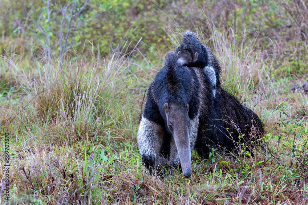 Giant Anteater, Myrmecophaga tridactyla, walking with a baby on her ...
