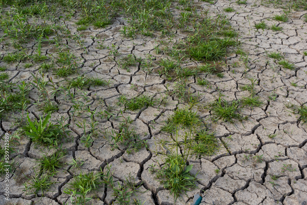 The concept of environmental restoration The growth of seedlings on ...