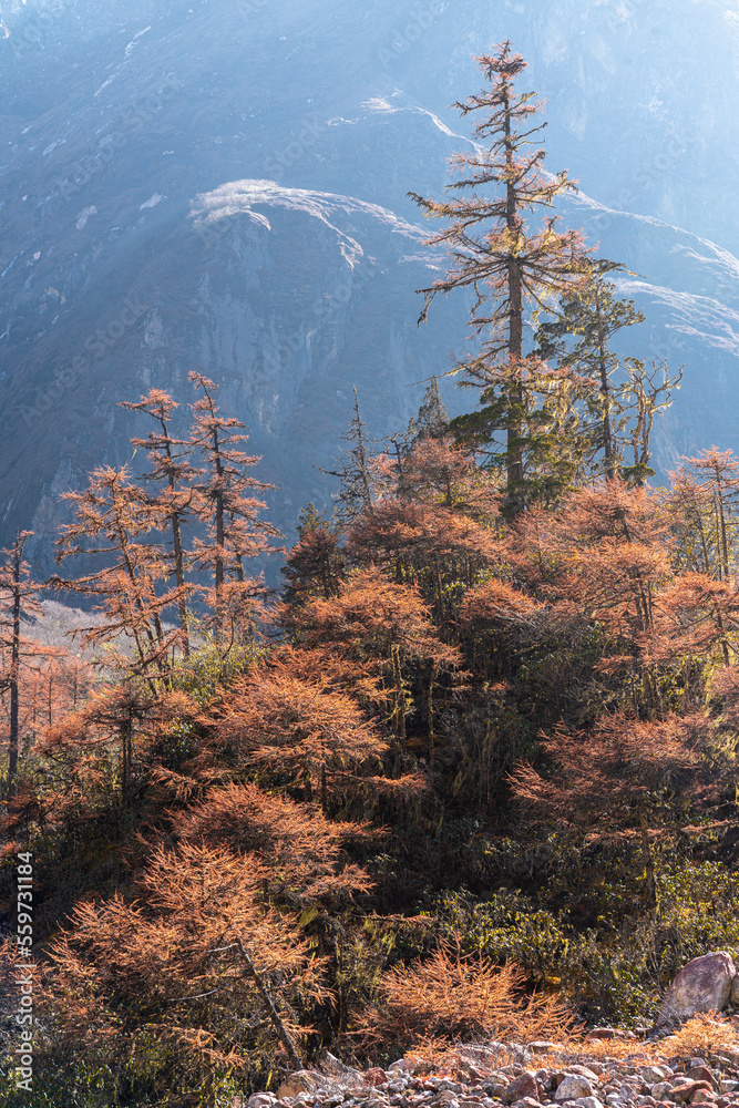 A scenic view of orange coloured pine trees on the Kanchenjunga base ...