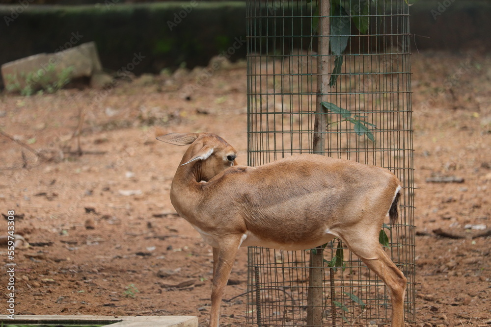 Meet our tiny Dorcas gazelle fawn Stock Photo | Adobe Stock