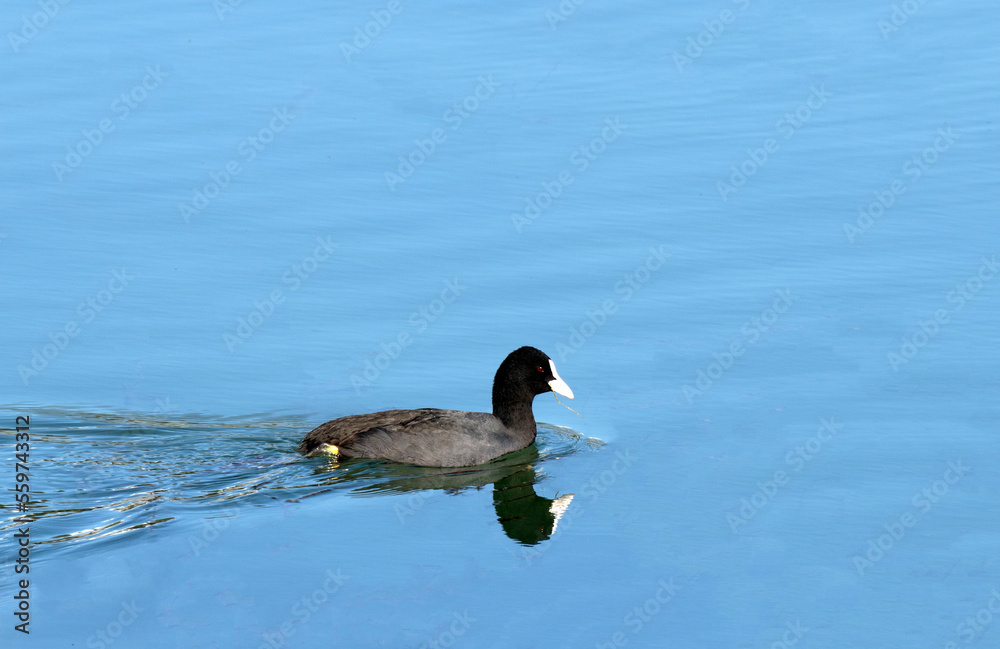 Eurasian coot (Fulica atra), also known as the common coot, or ...