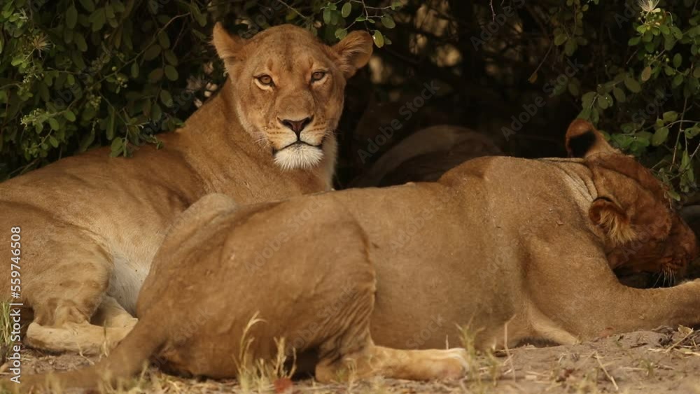 Big lioness with dead wildbeast. Wild animal in the nature habitat ...