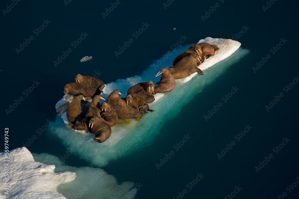 Walrus resting on an ice floe floating in the Chukchi Sea Stock Photo ...