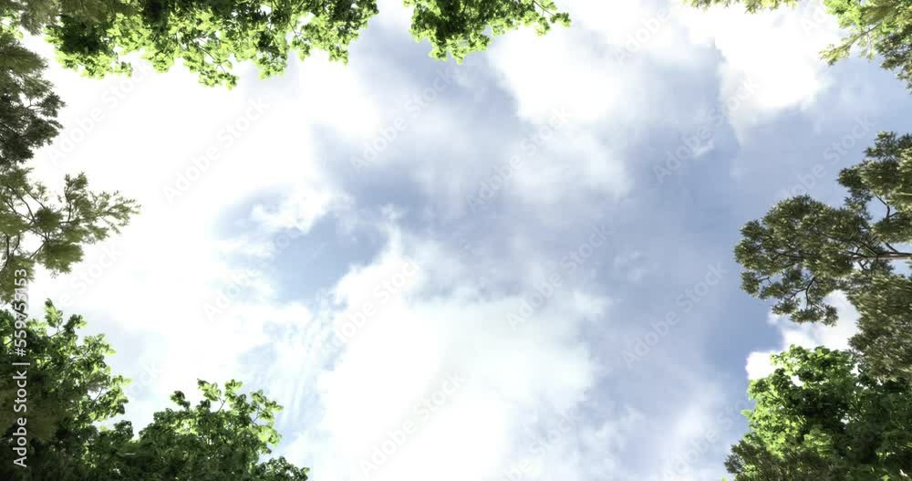 Bottom View in the Middle of Trees With Cloudy Sky, Tree in Forest with ...