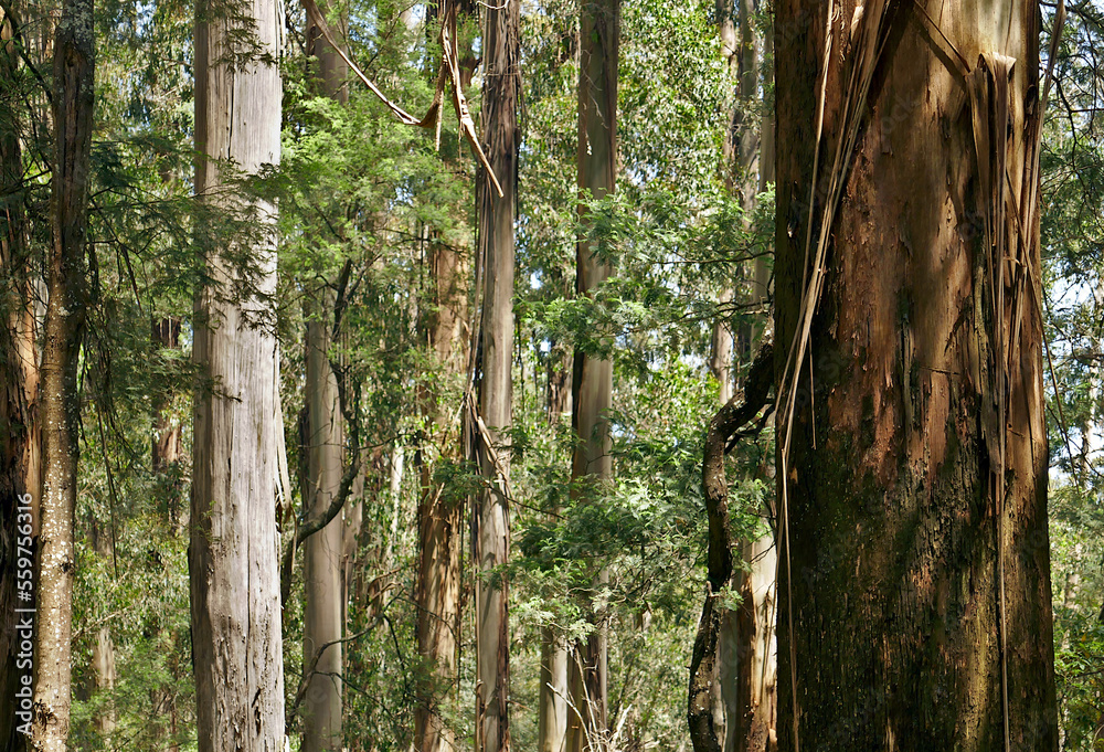 Huge Mountain Ash dominate the bush generic landscape of the Dandenong ...