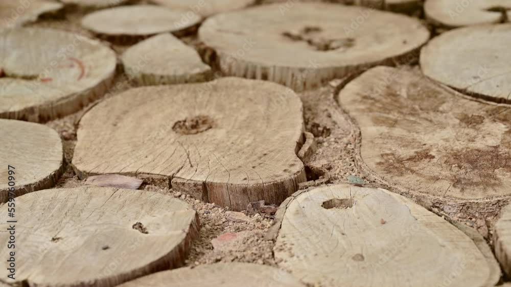 Cross section plank of tree trunk made from logs were placed on the ...