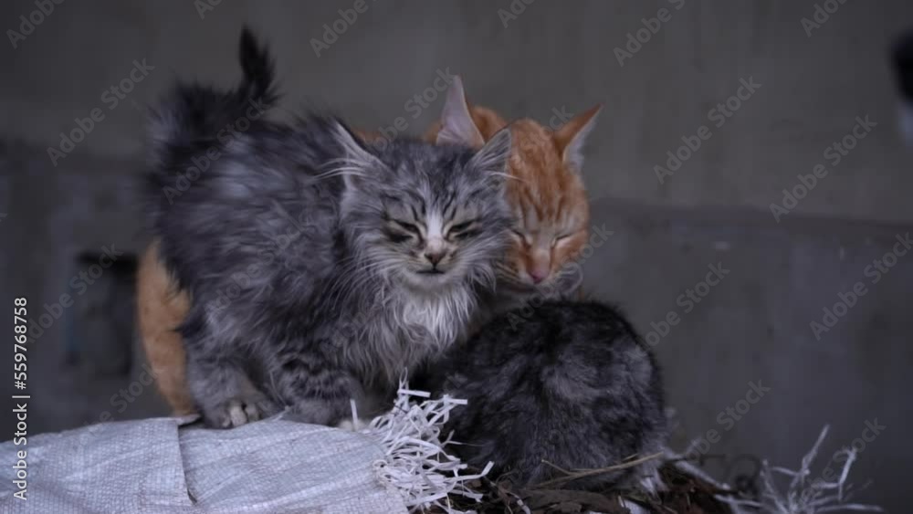 Family of poor homeless cats with kittens is basking in a pile of ...