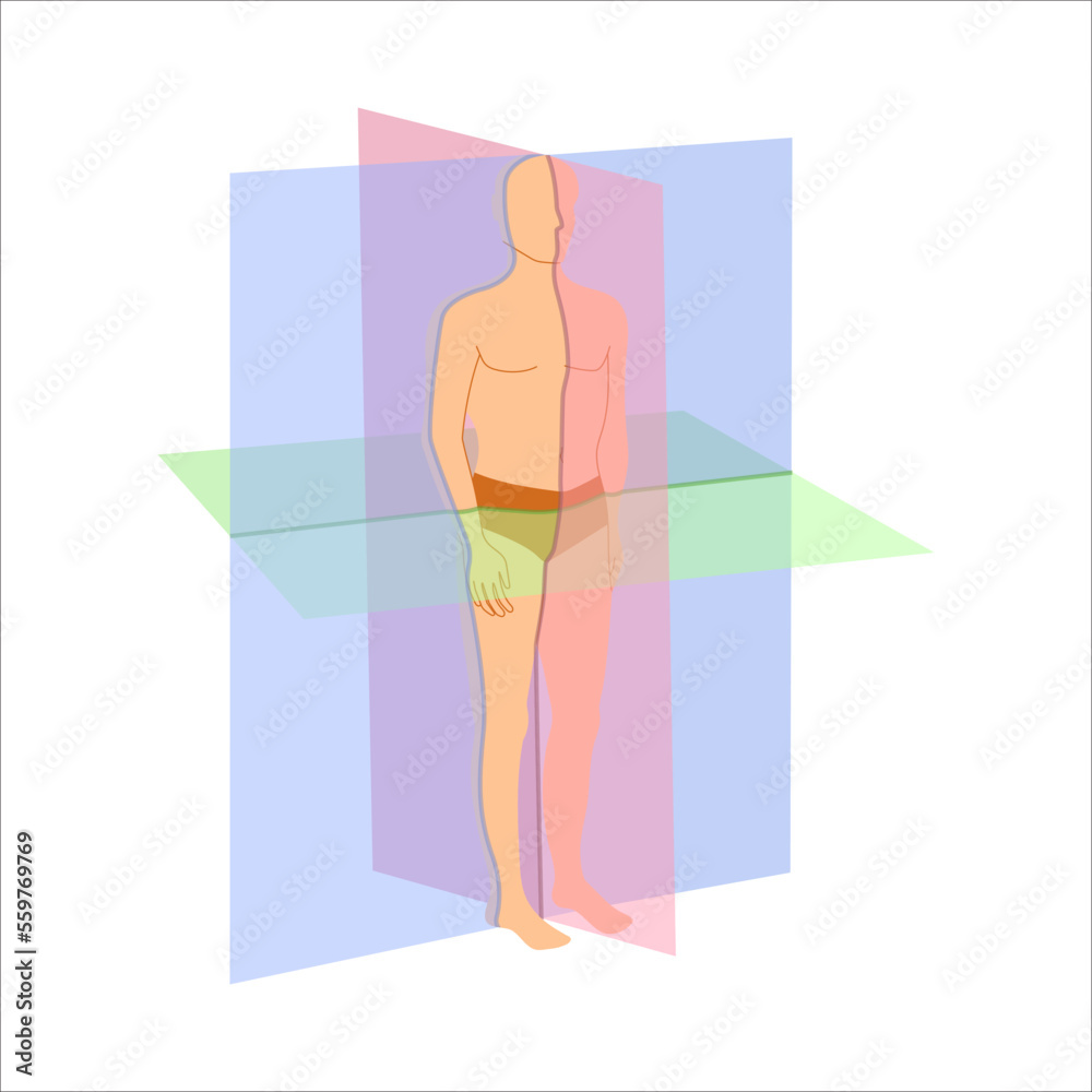 Body anatomical position diagram. Sagittal, coronal and transverse ...