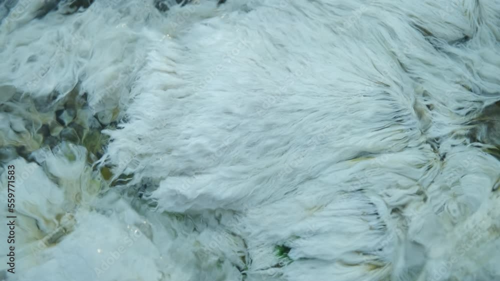 Chloroflexus aurantiacus is a photosynthetic bacterium isolated on hot ...