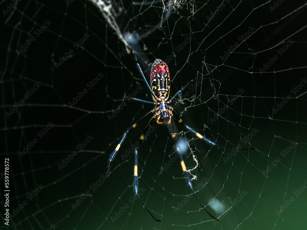 colorful Joro spider in a Japanese forest Stock Photo | Adobe Stock
