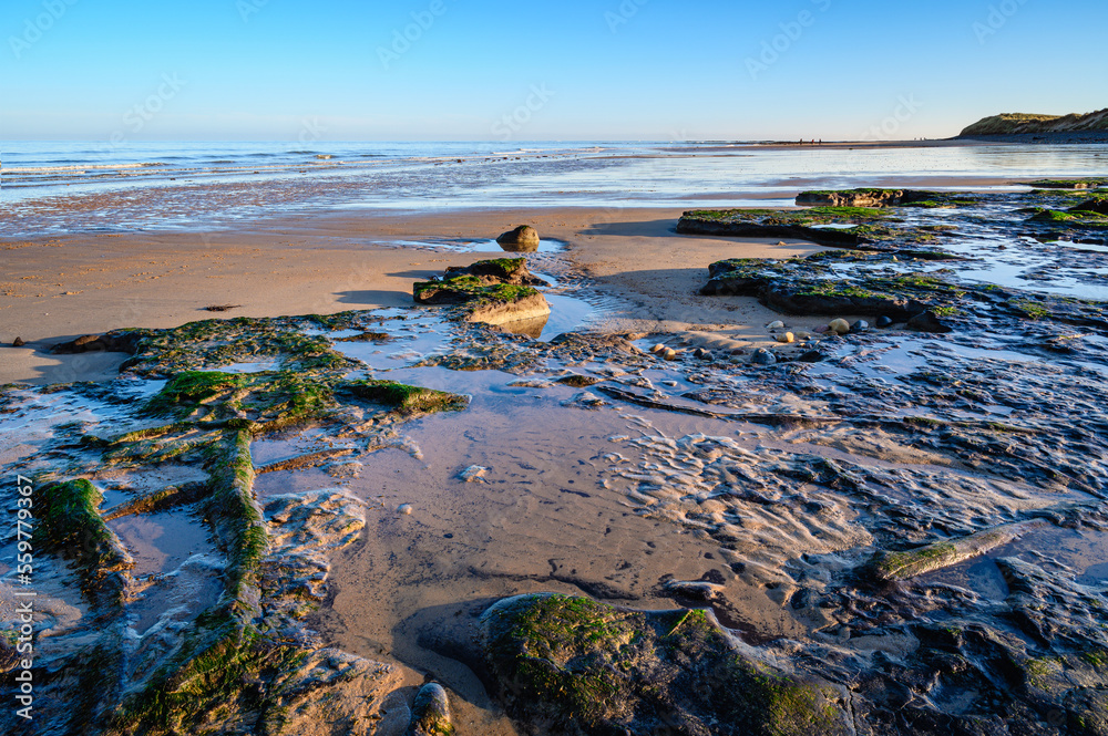 Ancient Forest Floor on Low Hauxley Beach. Ancient tree stumps and logs ...