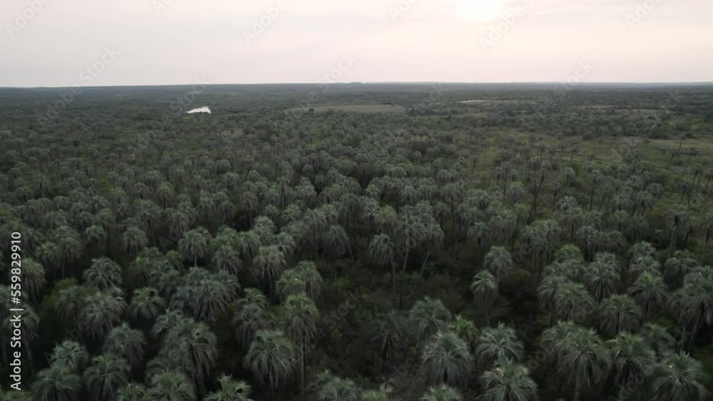 Parque Nacional El Palmar National Park Entre Rios Argentina Drone 4k ...