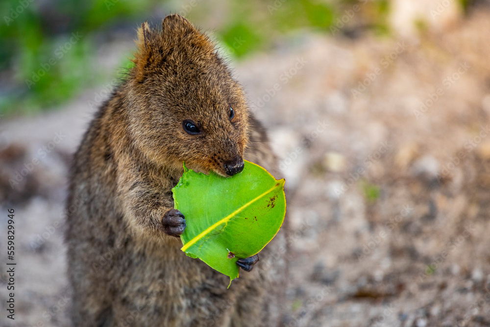 portrait of cute wild quokka eating a leaf on rottnest island in ...