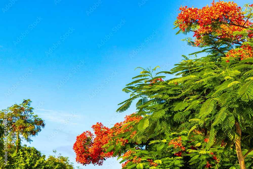 Beautiful tropical flame tree red flowers Flamboyant Delonix Regia ...