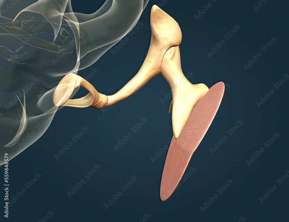 The ear bone, also called the Auditory Oscillum, is any of the three ...