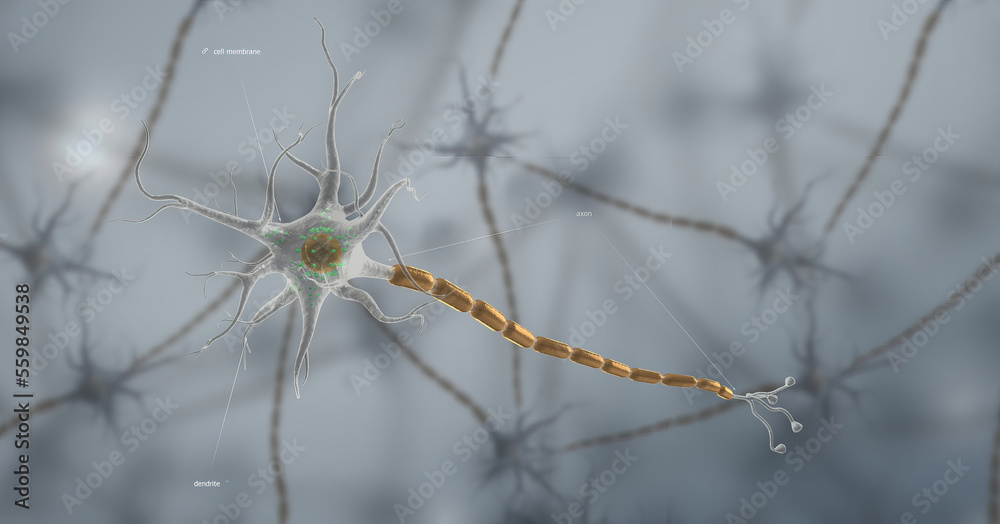 A typical neuron consists of a cell body, dendrites, and a single axon ...