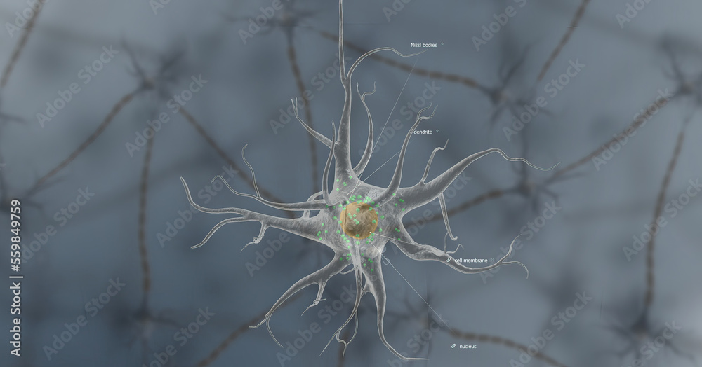 A typical neuron consists of a cell body, dendrites, and a single axon ...
