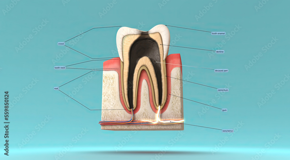 Anatomy of the tooth and gums and the supporting structures surrounding ...