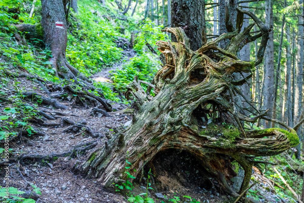 Old trees along the way to the Gurtis Spitze, Walgau, Vorarlberg ...
