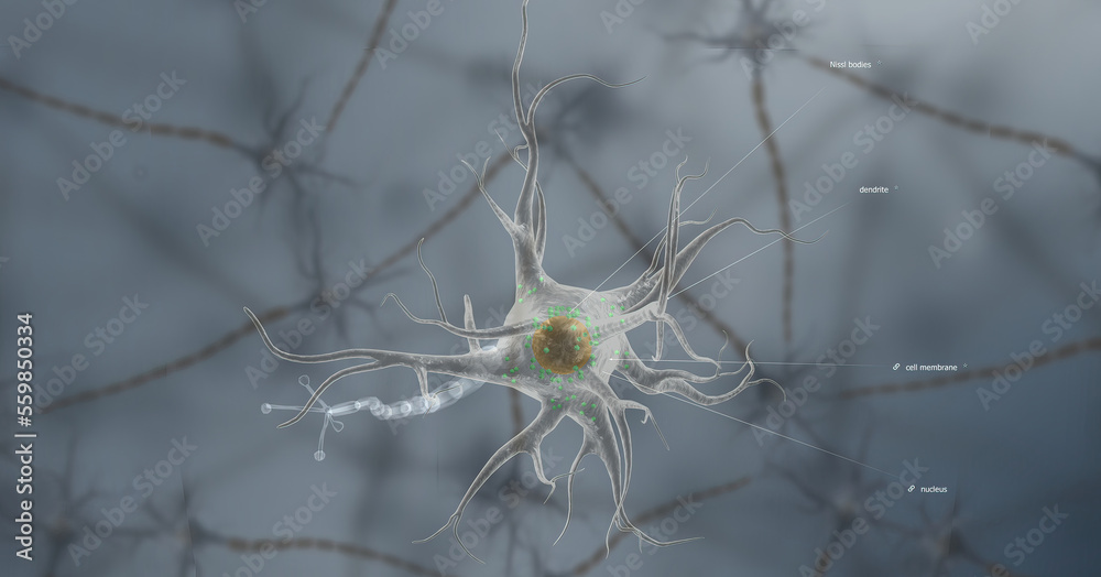 A typical neuron consists of a cell body, dendrites, and a single axon ...